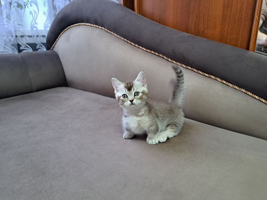 Котята породы манчкин
