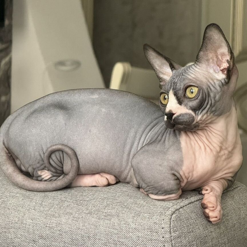 Вязка кошек бамбино