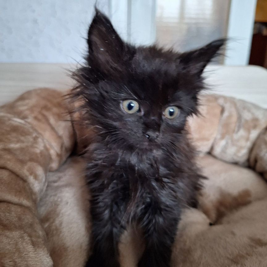 Черная девочка породы мейн-кун