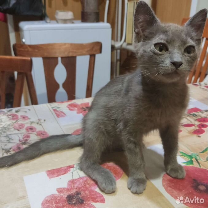 Прелестный котёнок голубого окраса (мальчик)