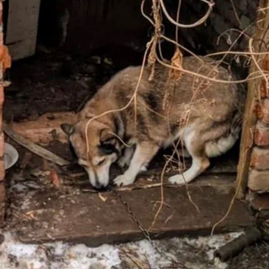 Взрослая собака в добрые руки