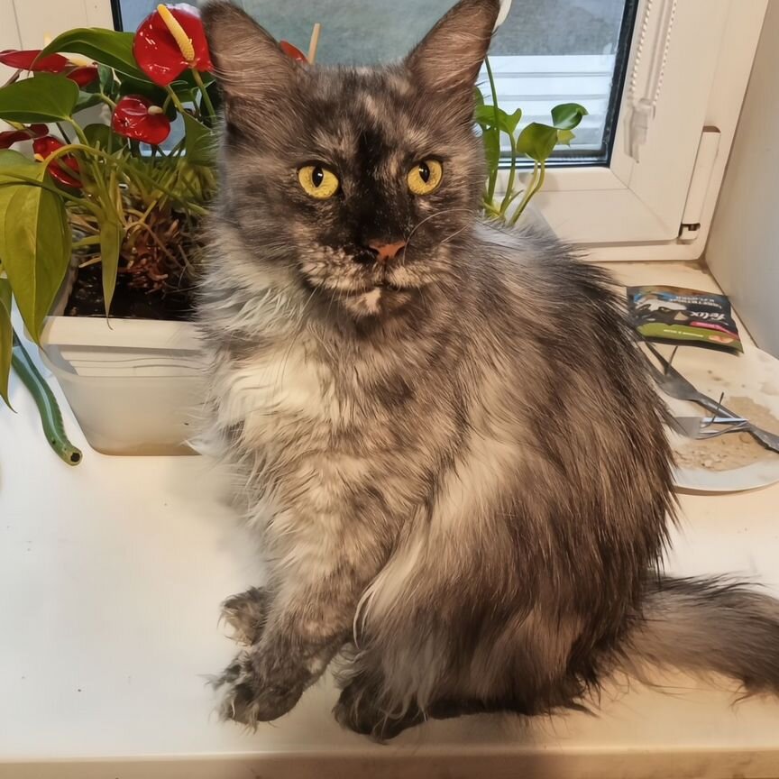 Мейн-кун, взрослая кошка