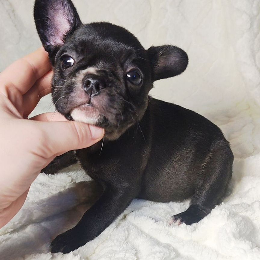 Французский бульдог, щенок