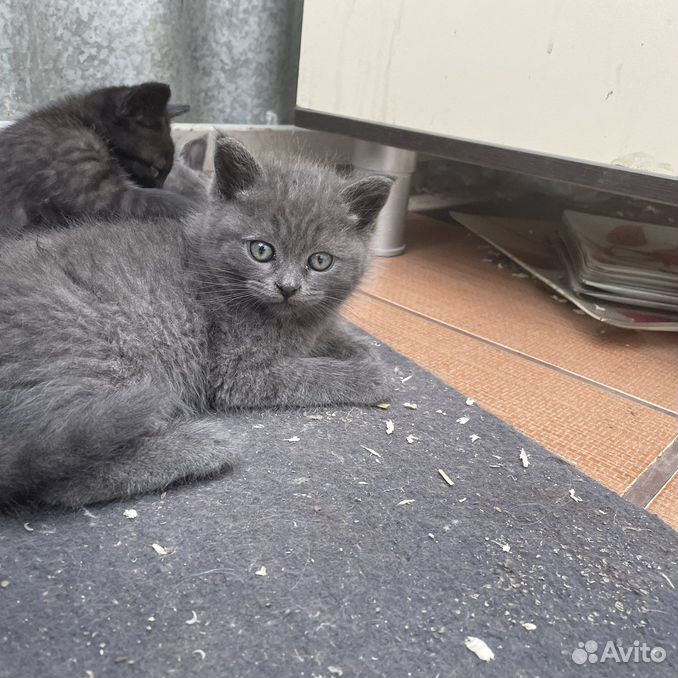 Даром Котята от британской кошки