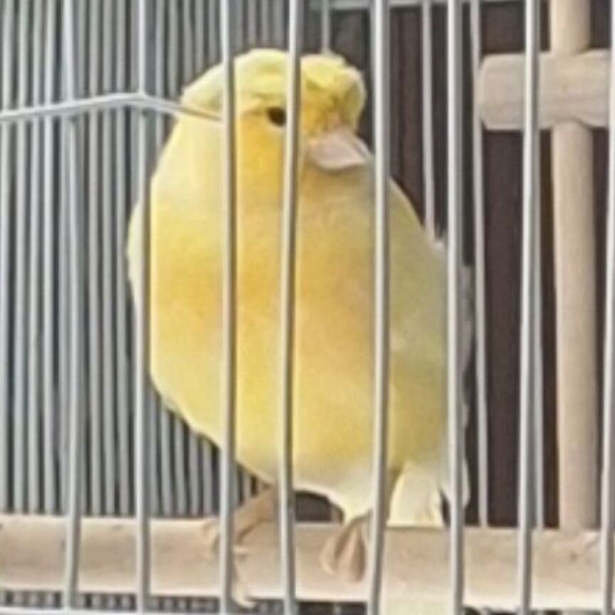 Кенар