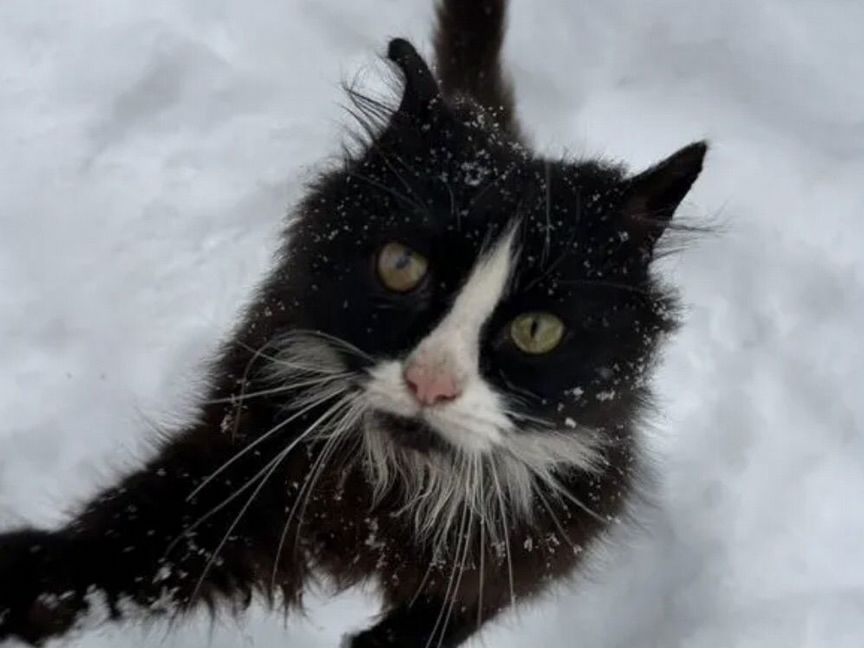 Кошка слепая