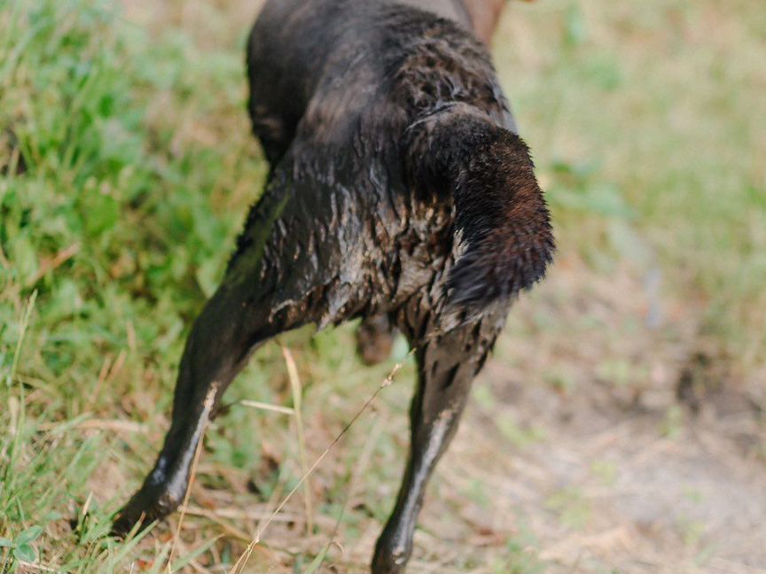 Продам собаку