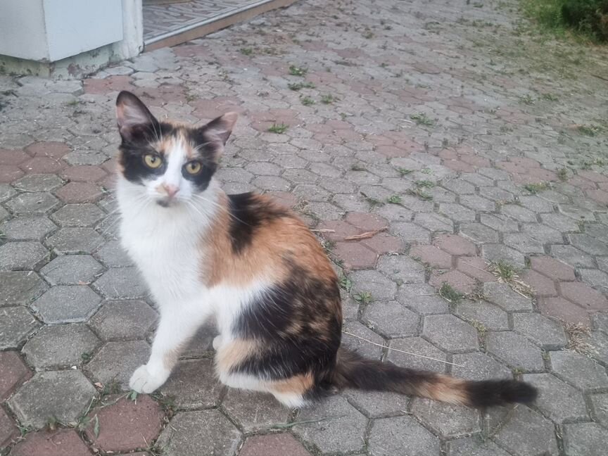 Котенок