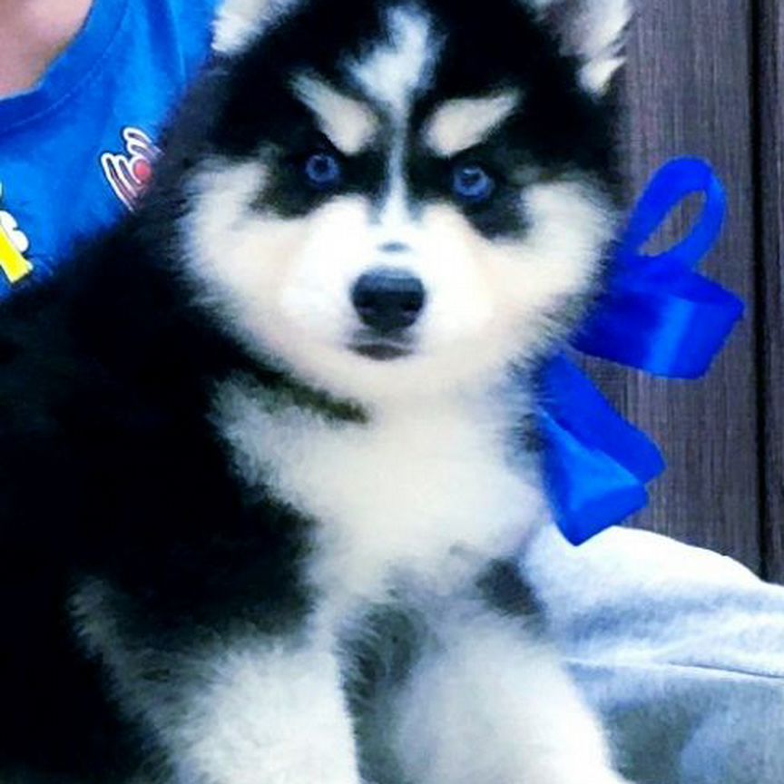 Малыши хаски разных окрасов от заводчика