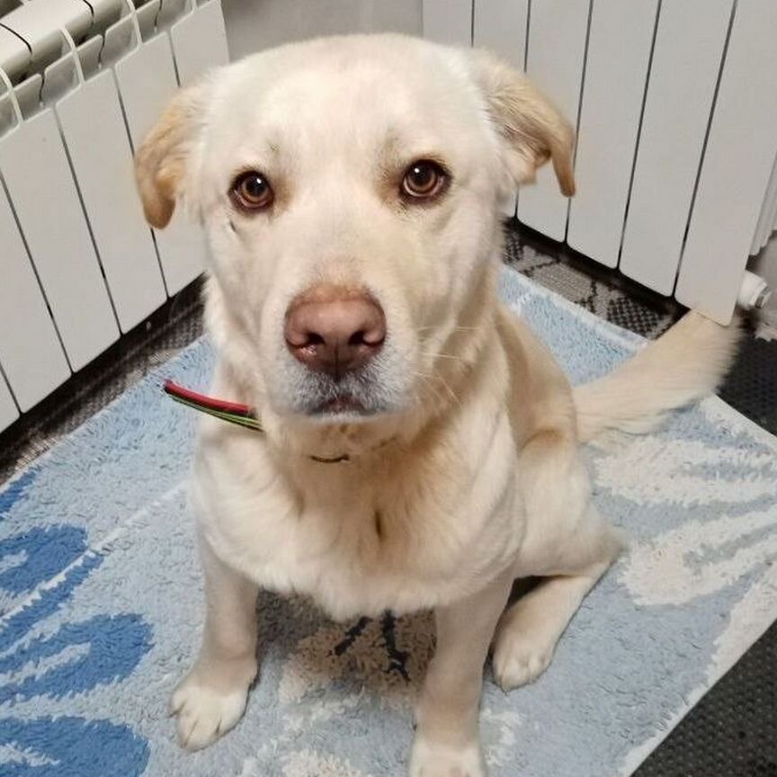 Лабрадор-ретривер, взрослый пёс