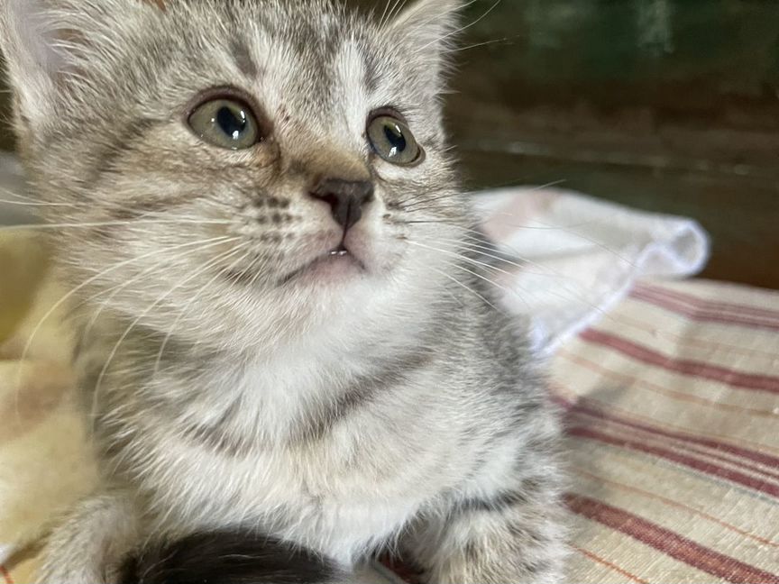 Котенок миленький, чистый, к лотку приучен