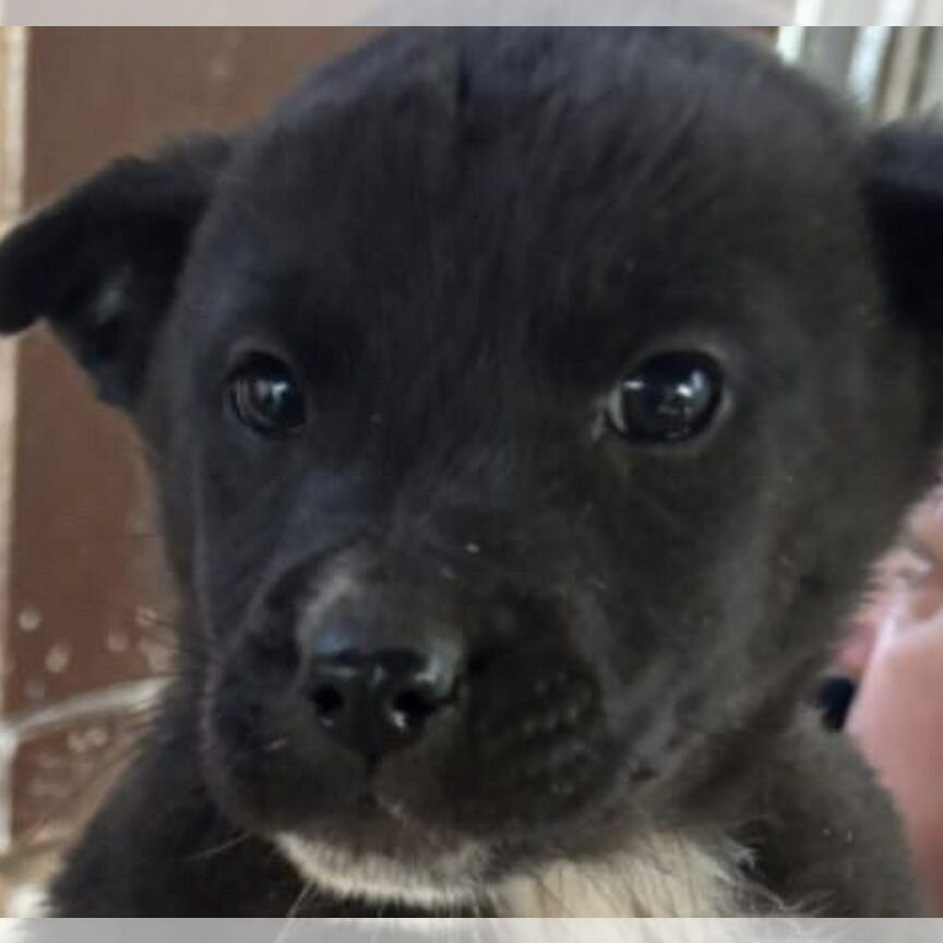 Щенок в добрые руки