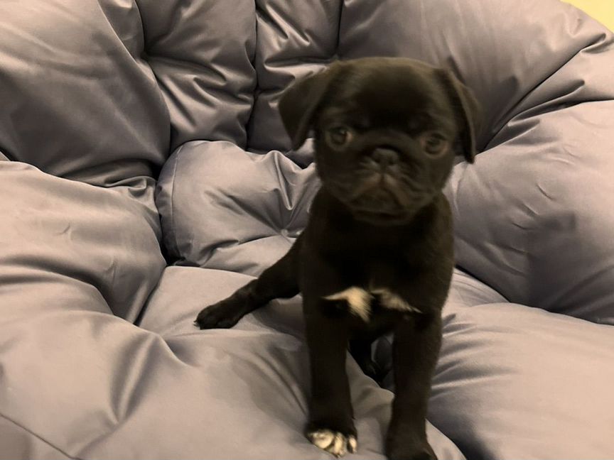 Мопс девочка 2,5 месяца