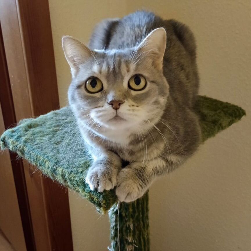 Кошечка Сонечка британка