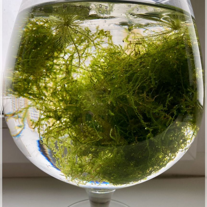 Яванский мох Обмен