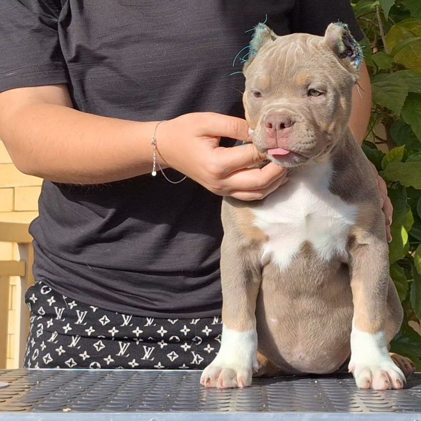 Американский булли, щенок