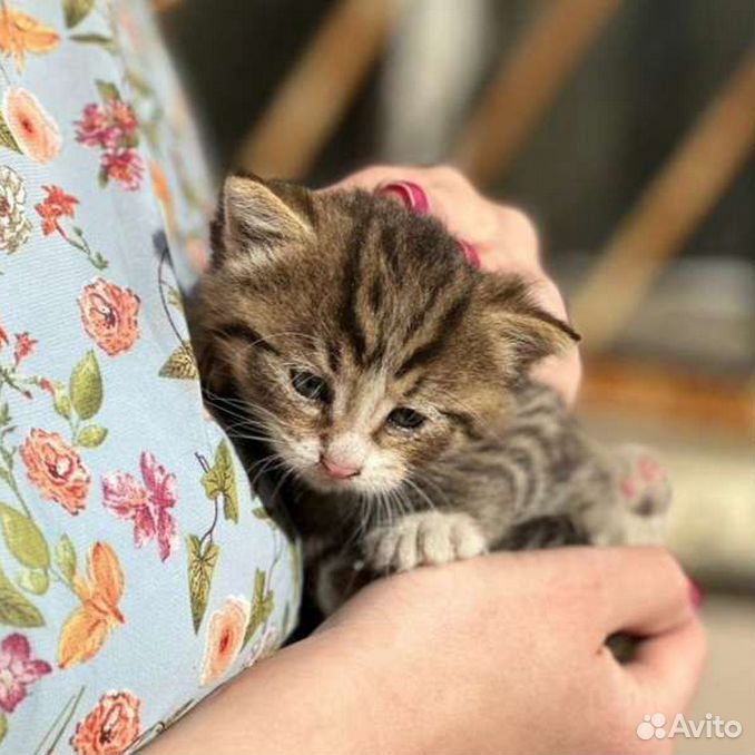 1 мес толстый котенок и мама кошка
