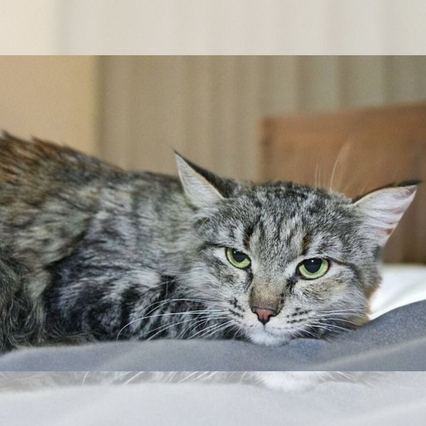 Кошка фенотип сибирской породы