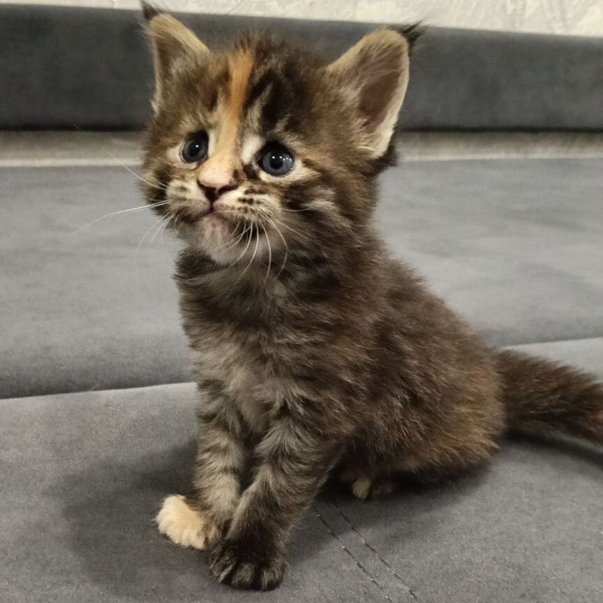 Мейн-кун котёнок