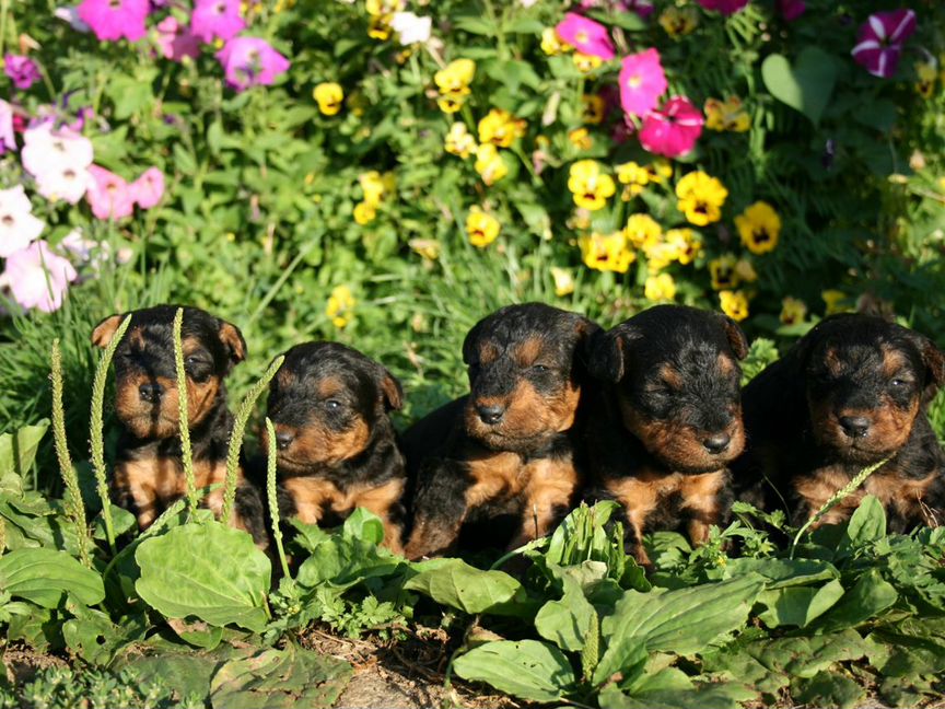 Вельштерьер вязка