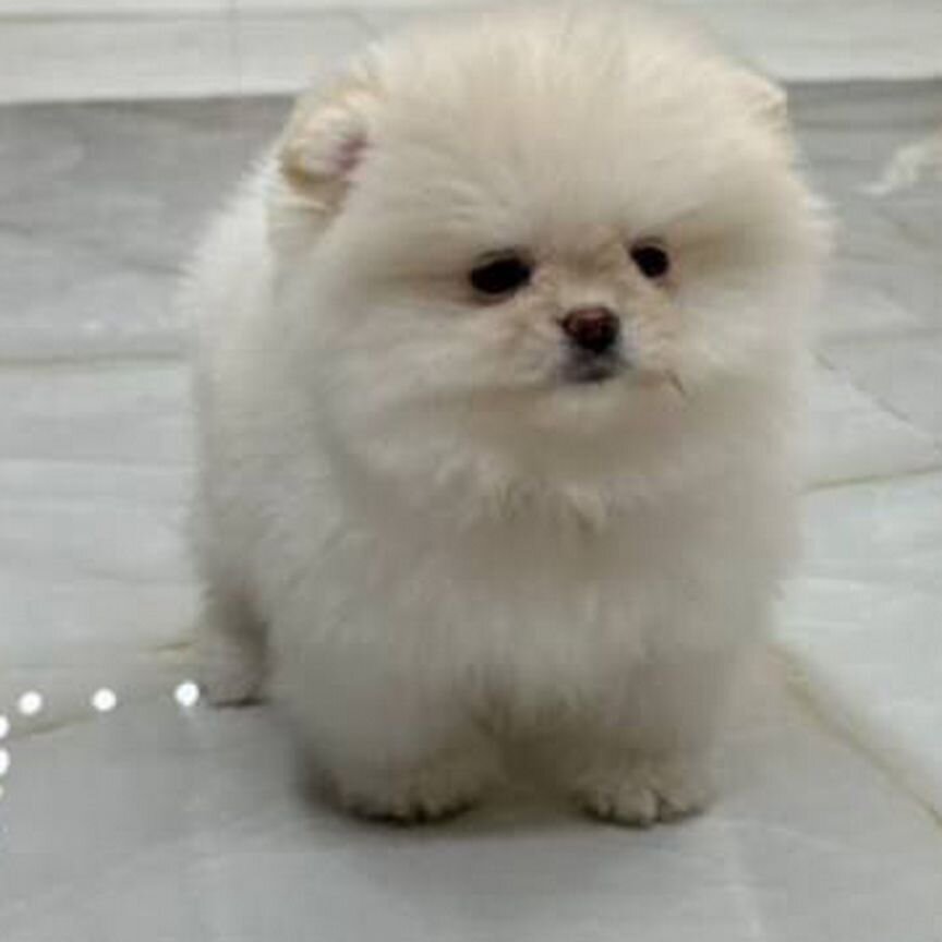 Померанский шпиц медвежонок