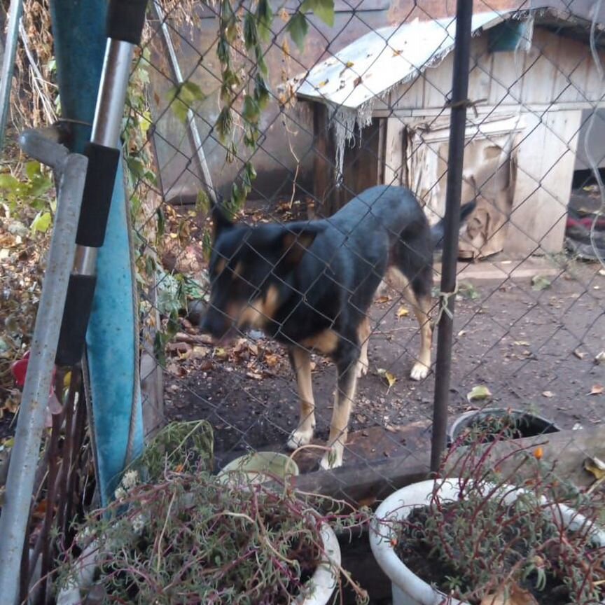 Отдам в добрые руки