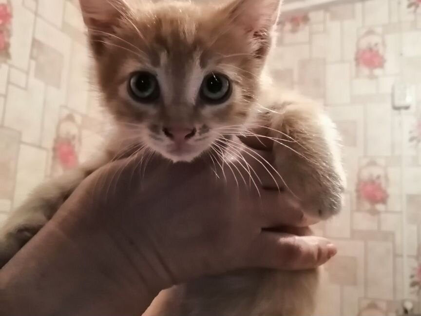 Рыжий котенок в добрые руки