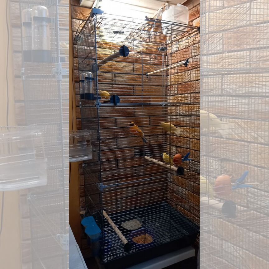 Кенара и канарейки