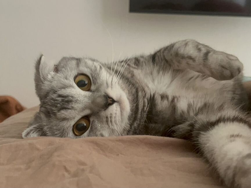 Шотландская вислоухая кошка бесплатно