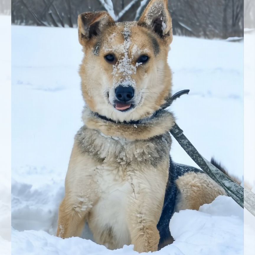 Взрослый пёс в добрые руки