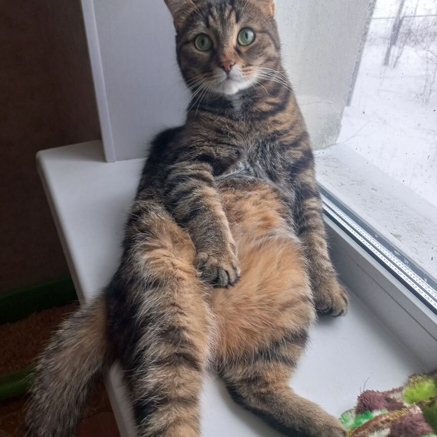 Хороший котик скучает один