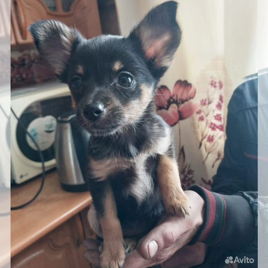Щенок чихуахуа