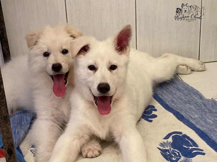 Щенки Белой Швейцарской Овчарки