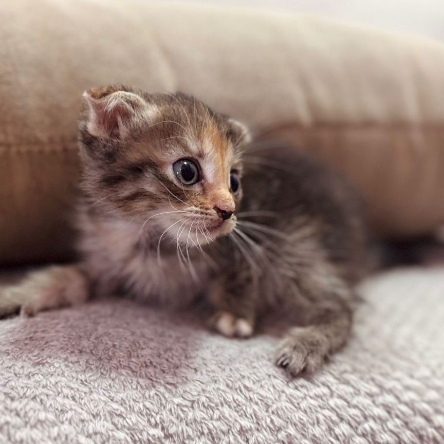 Шотландский вислоухий короткошёрстный котёнок
