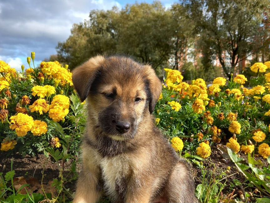 Щенок в добрые руки бесплатно
