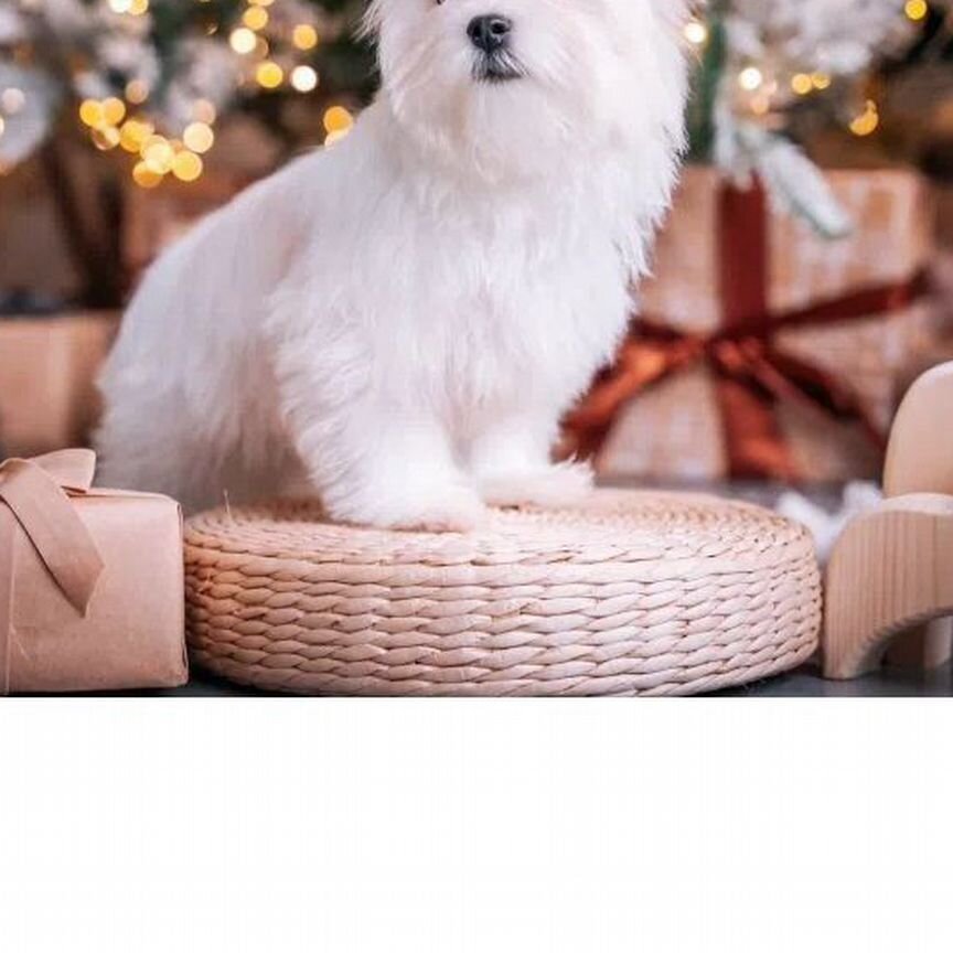 Йоркширский терьер, щенок