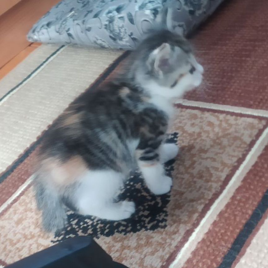 Котёнок в добрые руки