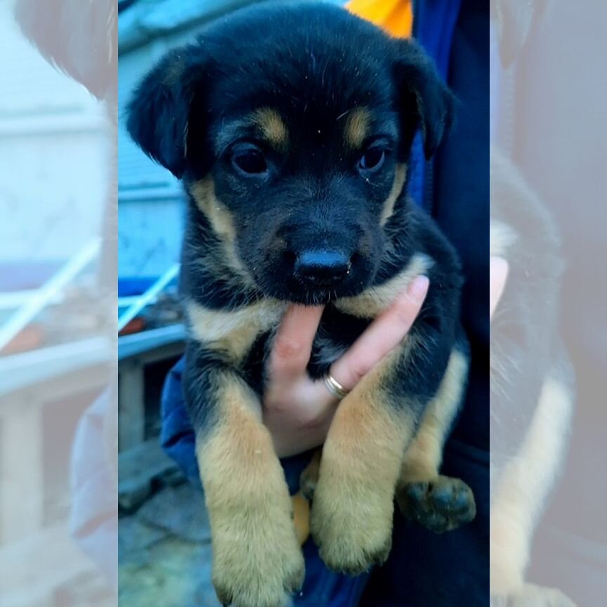 Щенок в добрые руки