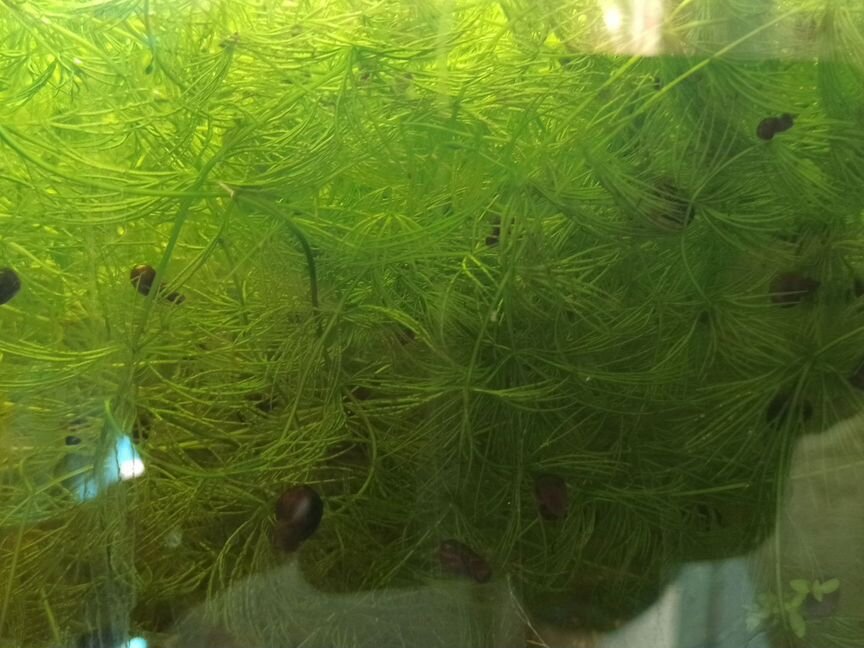 Отдам водоросли с улитками