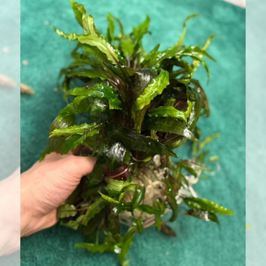 Аквариумные растения криптокарина