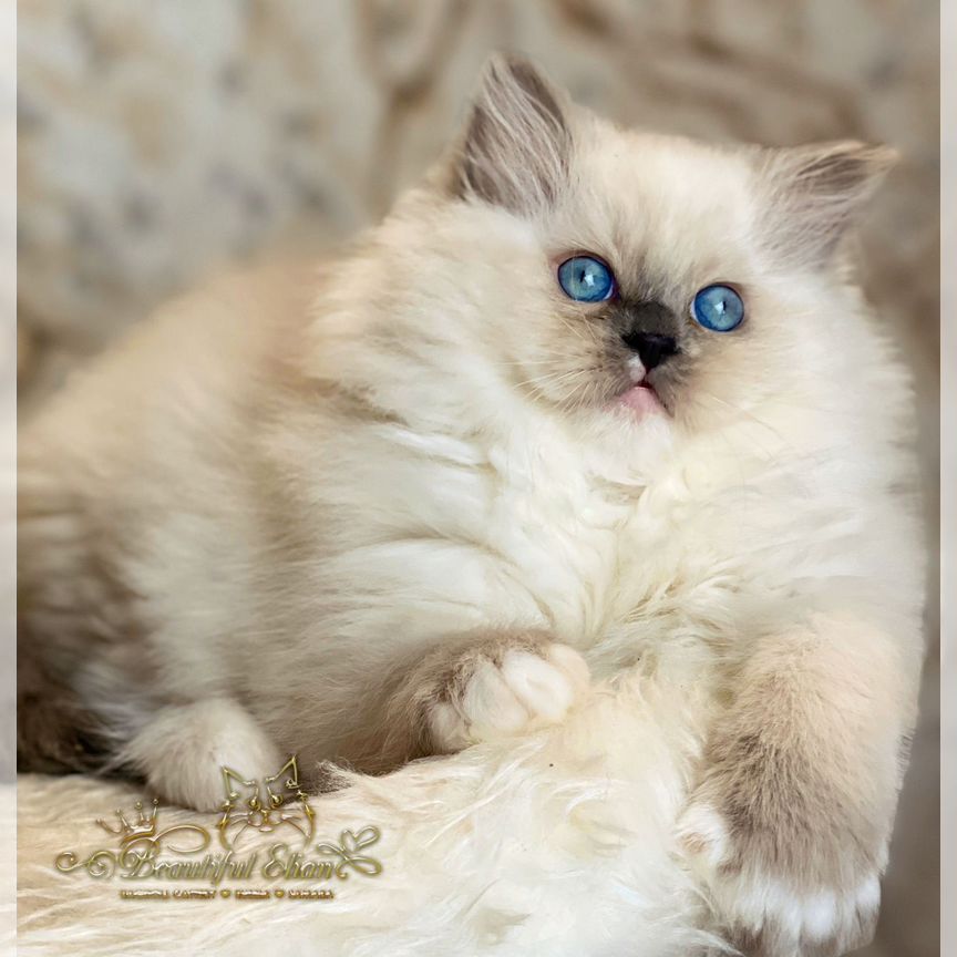 Девочка рэгдолл