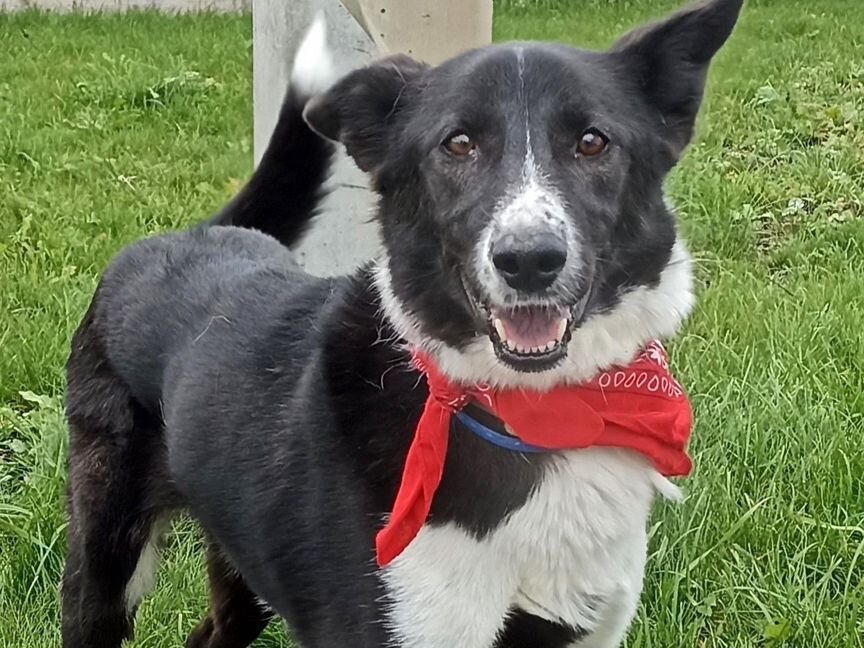 Тайга, не место ей в приюте