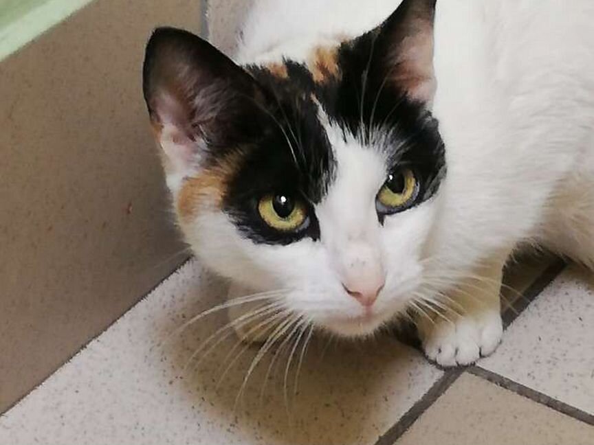 Кошка Фатима