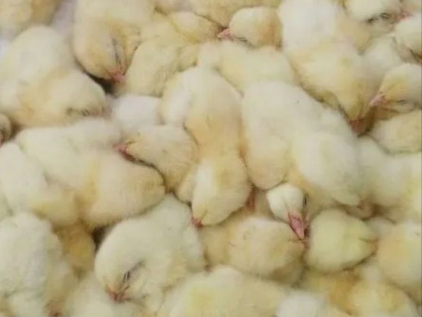 Цыплята суточные на корм