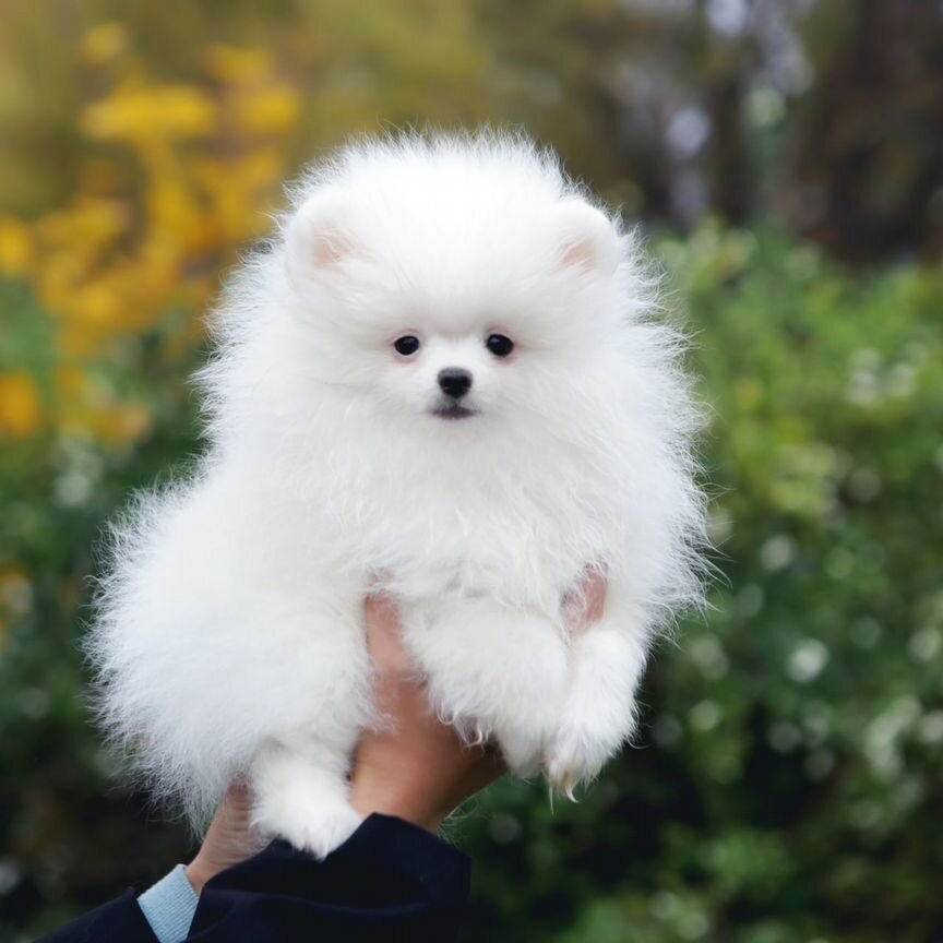 Белоснежный померанский мальчик