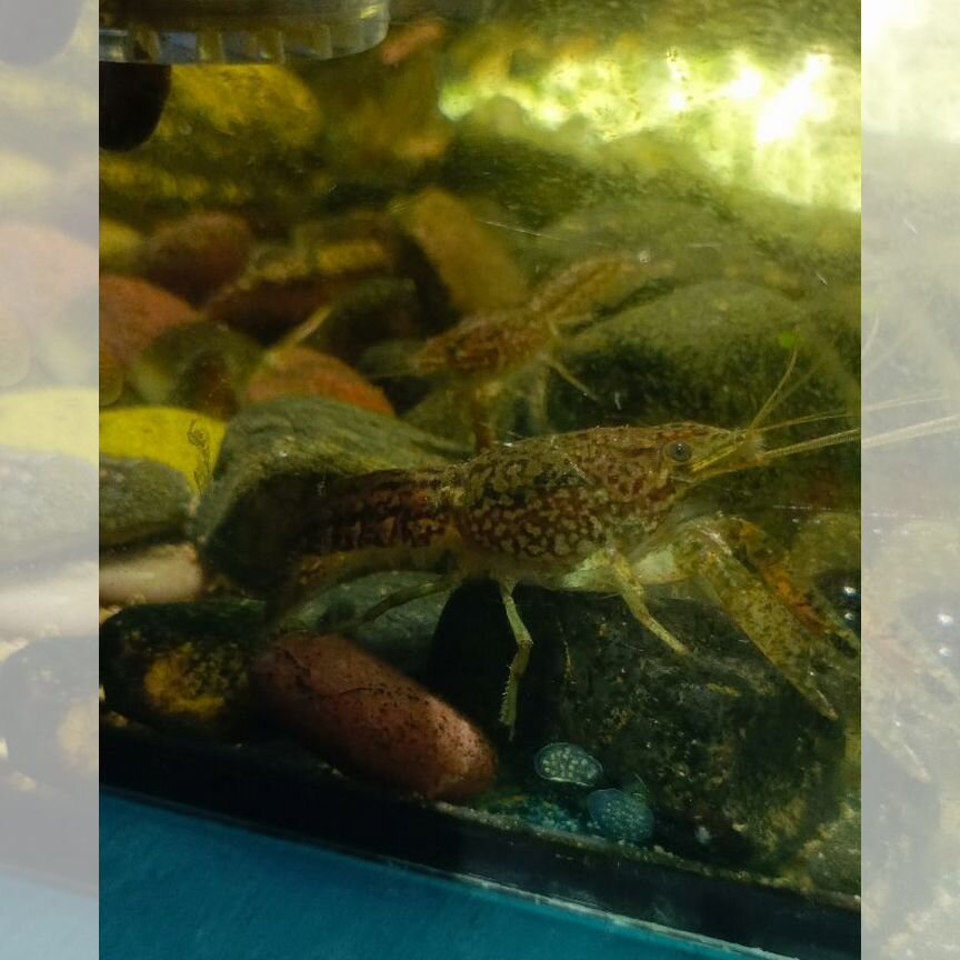 Мраморные раки