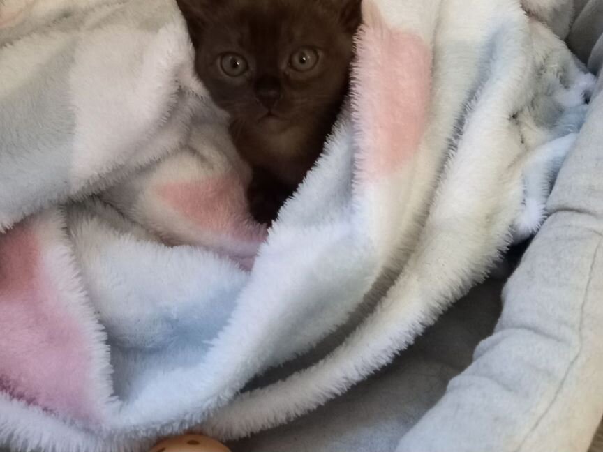Бурманская кошка