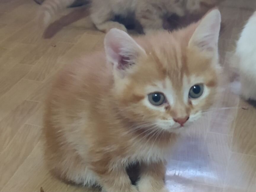 Кошка в дар бесплатно