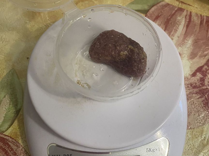 Трубочник изя