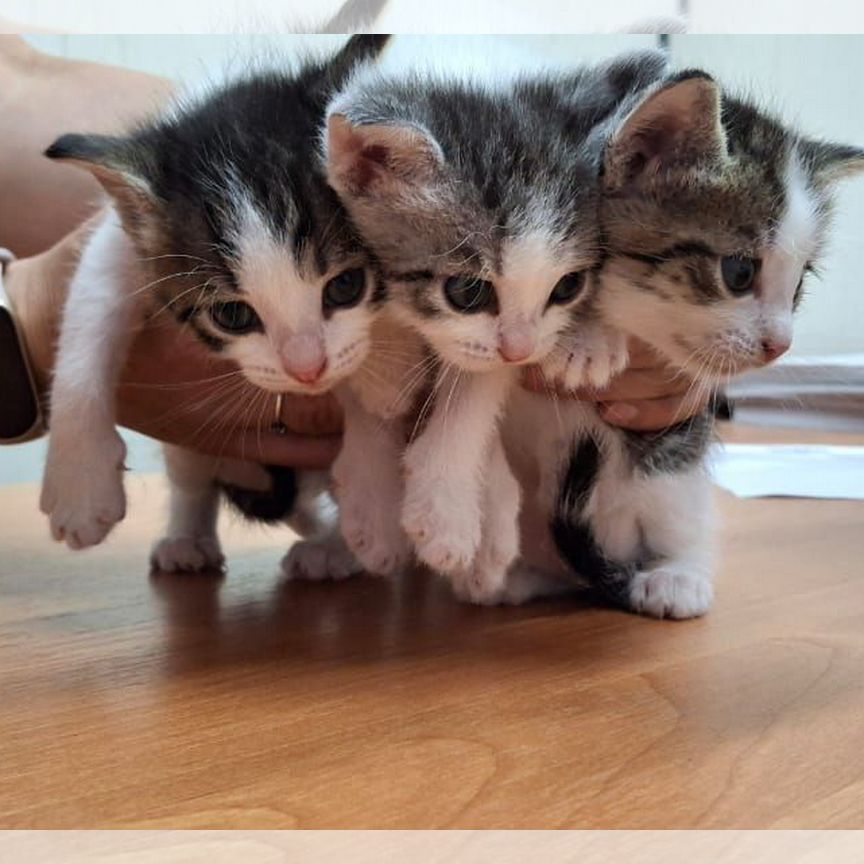Котята в добрые руки
